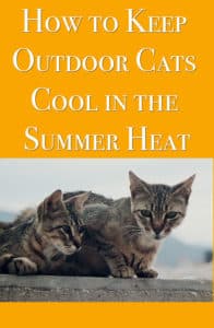 How Can I Keep My Cat Cool in Summer?