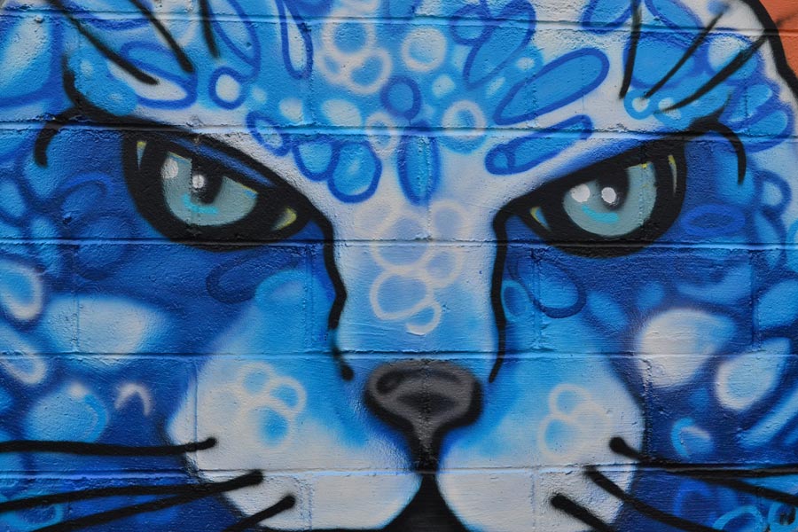 The Beautiful Cat Artwork of Austin's Blue Cat Cafe
