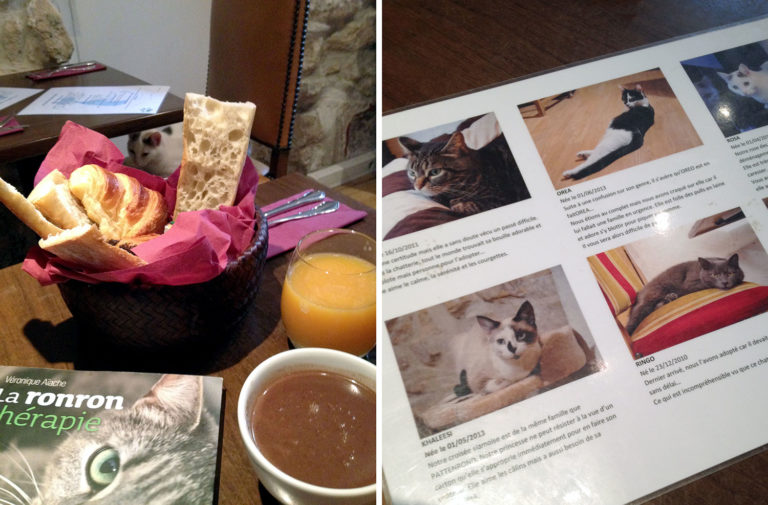 Le Cafe des Chats - an Elegant Cat Cafe in Paris