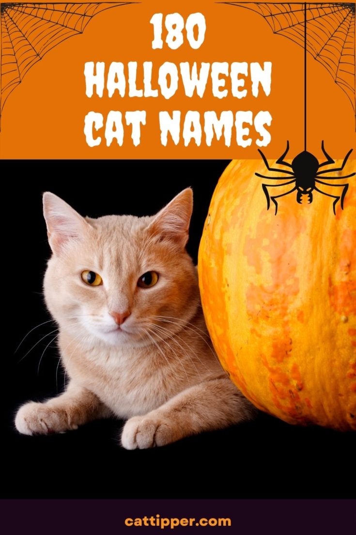 200+ Halloween Cat Names: Witchy, Vampire + Villain Names