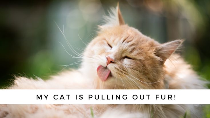 What is a Male Cat Called?