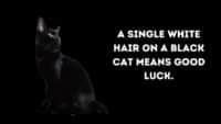 110+ Cat Superstitions Around the World