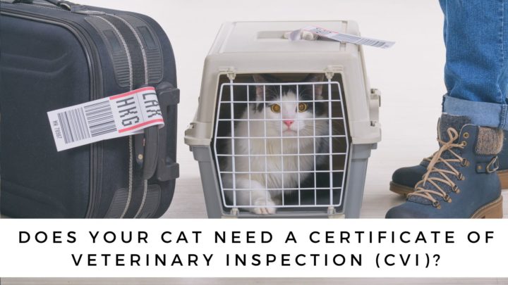 How to Obtain a Certificate of Veterinary Inspection (CVI) - CatTipper