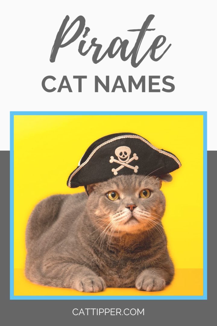 200+ Pirate Cat Names Treasure Trove!