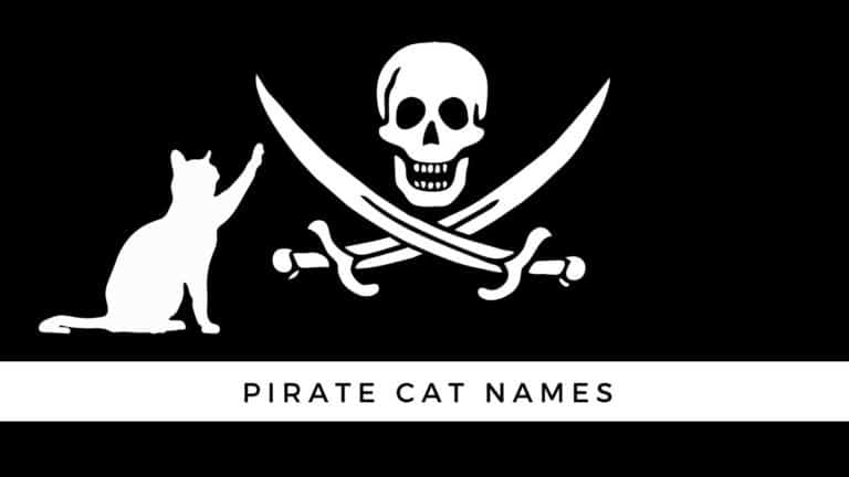 200+ Pirate Cat Names Treasure Trove!