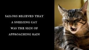 200+ Pirate Cat Names Treasure Trove!