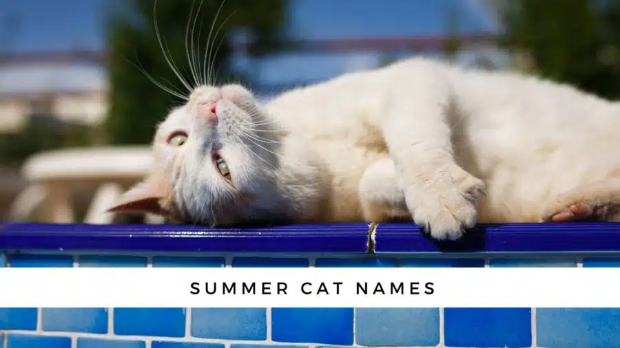 330 Beach Cat Names Including Summer Water Ocean Names 330 Beach Cat Names Including Summer Water Ocean Names