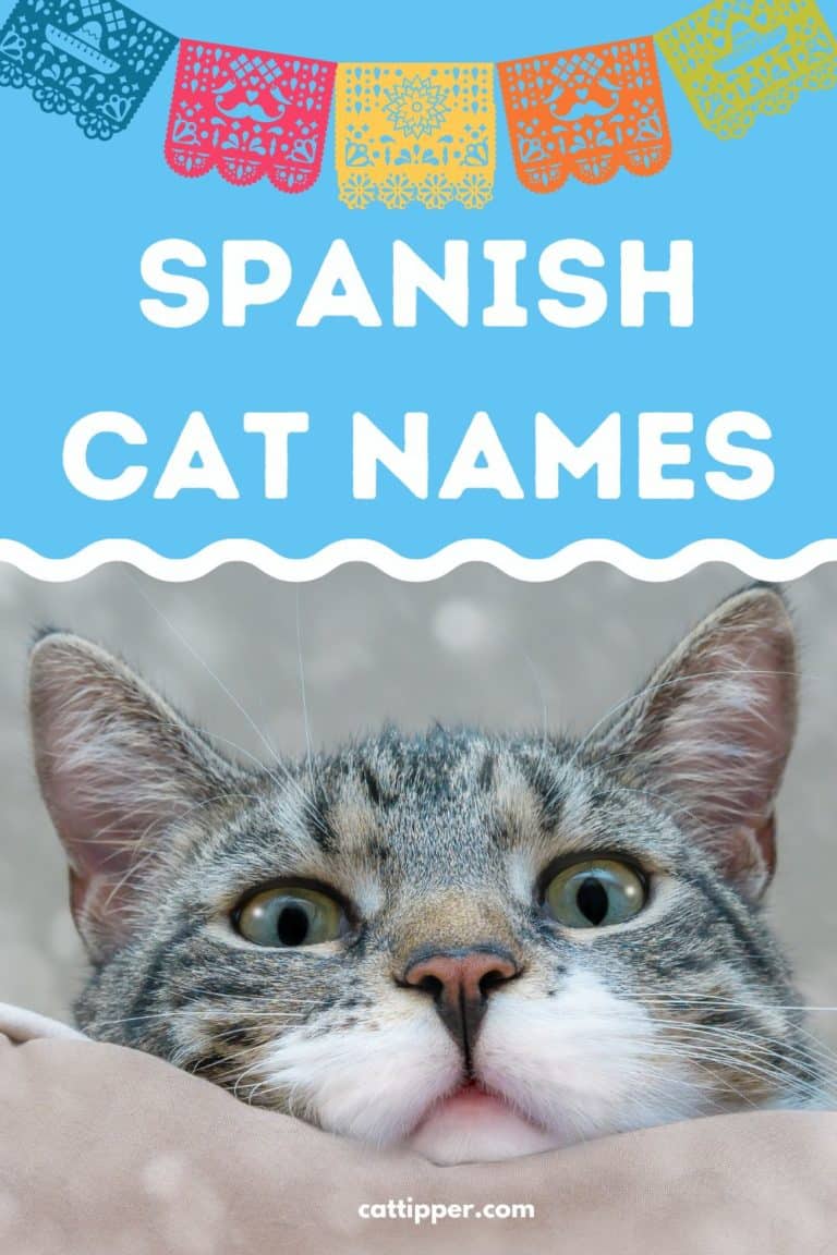 260+ Purr-fecto Spanish Cat Names & Mexican Cat Names