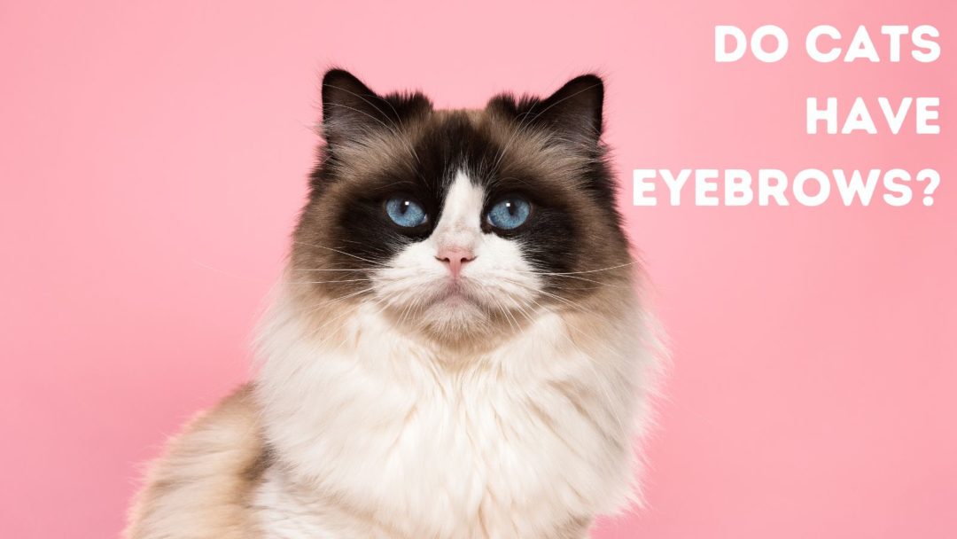 450+ Music Cat Names {from Country to Rock to Rap} - CatTipper