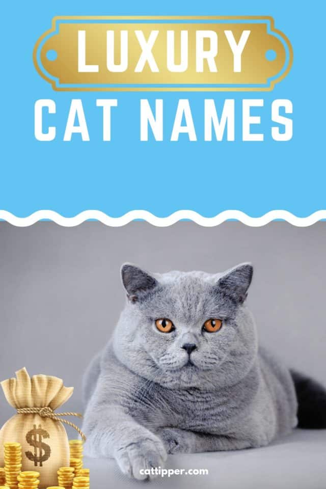 200 Luxury Cat Names: Luxe Names for Posh Paws!