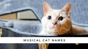 450+ Musical Cat Names {from Country to Rock to Rap}
