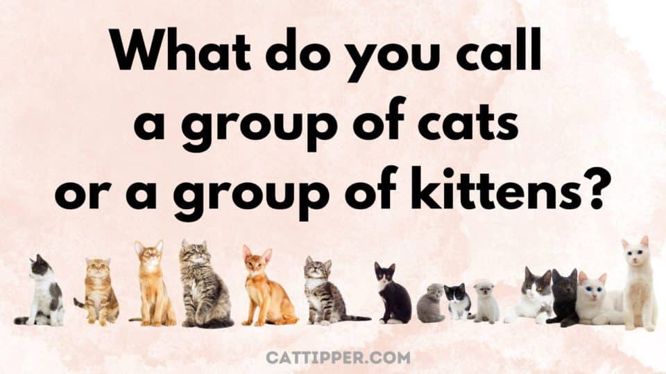 What Do You Call a Group of Cats?
