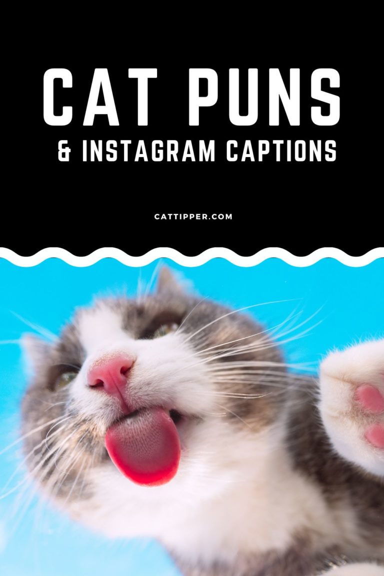 Cat Puns & Purr-fect Instagram Captions to Make You LOL