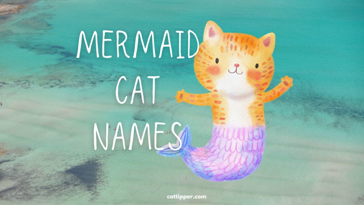 Mermaid Cat Names for Your New Feline Friend