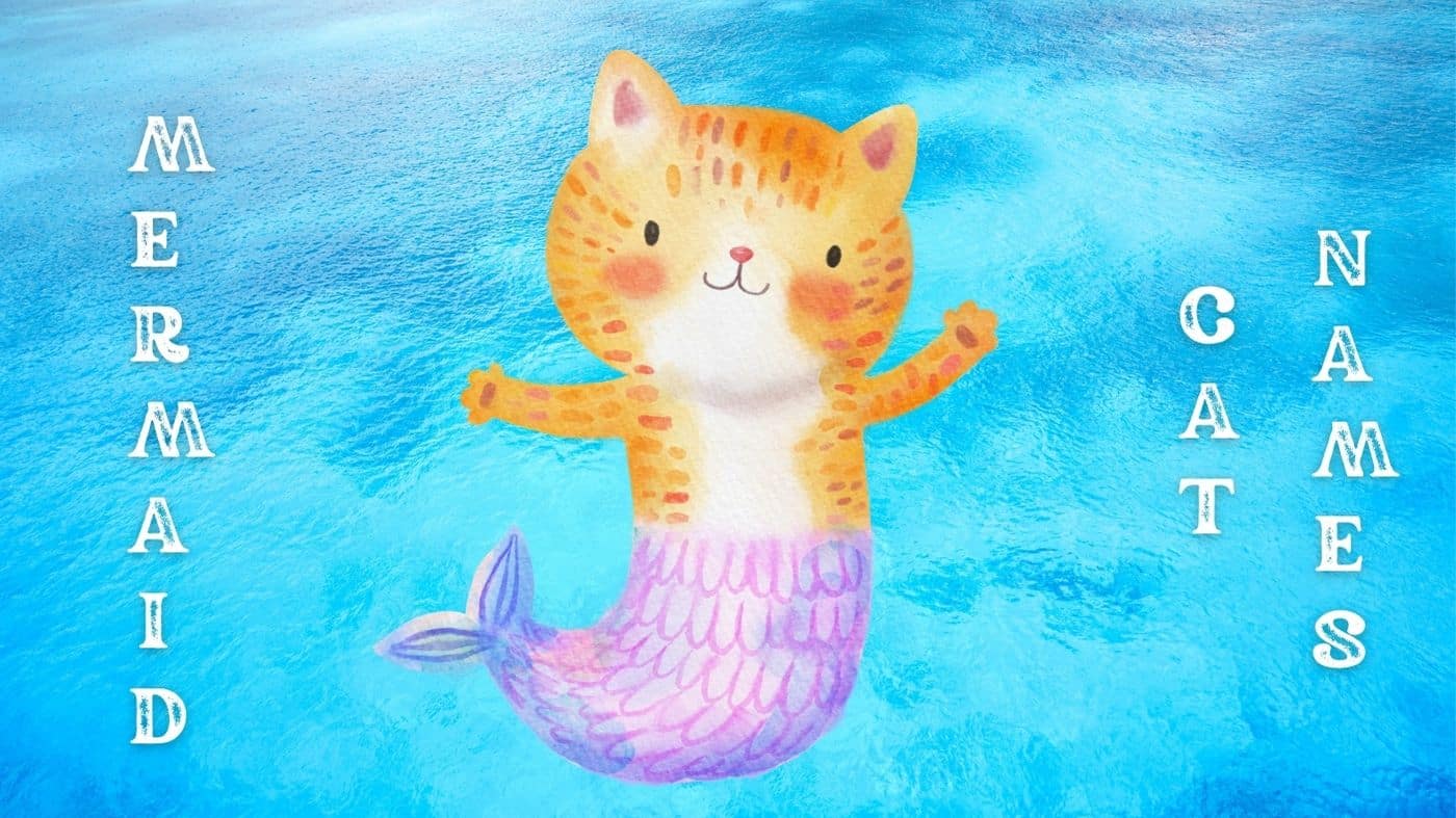 Mermaid Cat Names for Your New Feline Friend