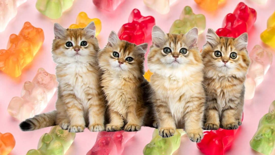 100+ Candy Cat Names for Your New Sweetie