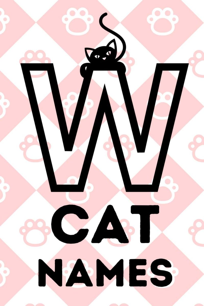 170+ Cat Names that Start with W