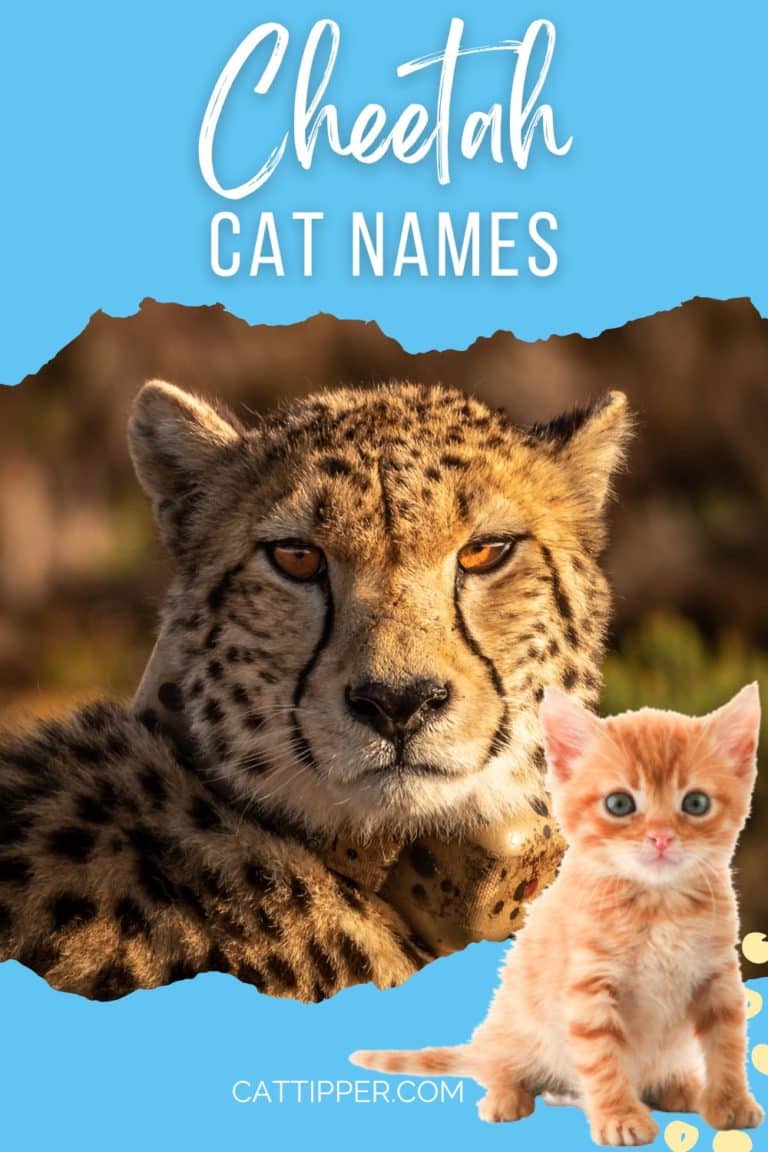 55+ Cheetah Names for Your Fast Cat!