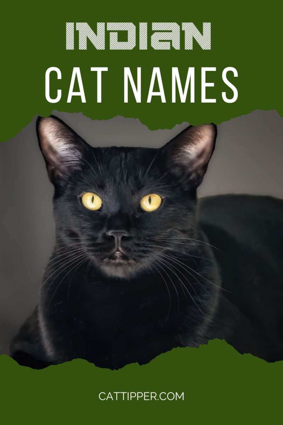 120 Indian Cat Names and Their Meanings 120 Indian Cat Names and Their Meanings