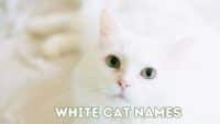 200+ White Cat Names for Your Fair Fur Baby