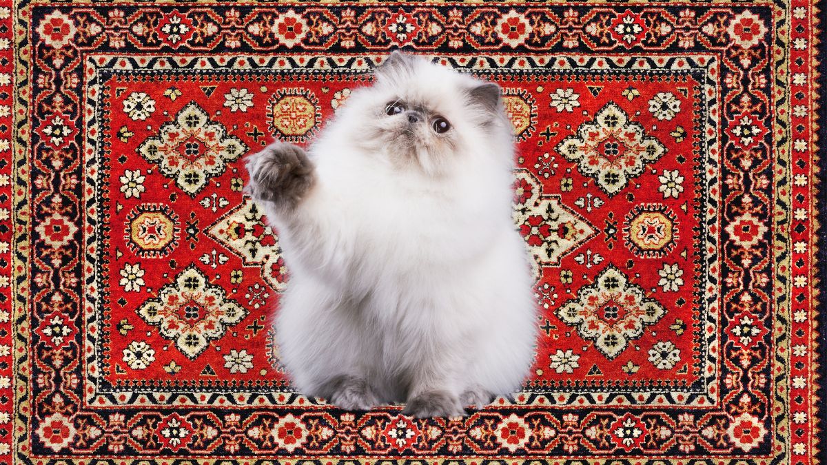 Red Persian Cat