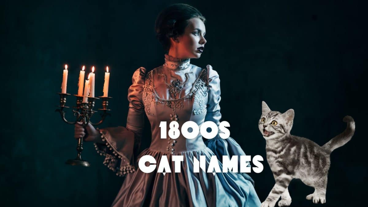 220 Old Lady Cat Names Steeped in Tradition