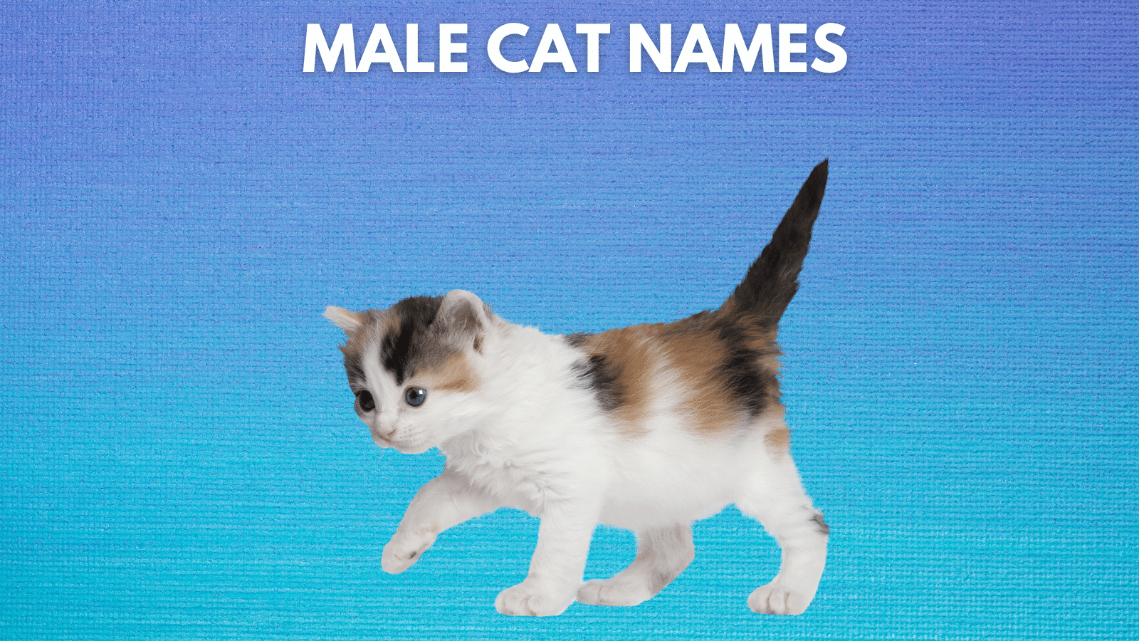 1000+ Male Cat Names {and Meanings}