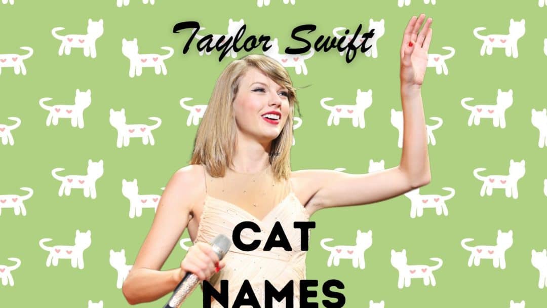 120+ Cat Names that Start with K {with Meanings}