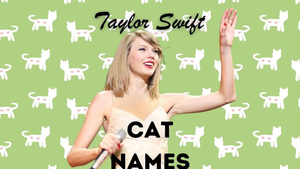 Taylor Swift Cat Names