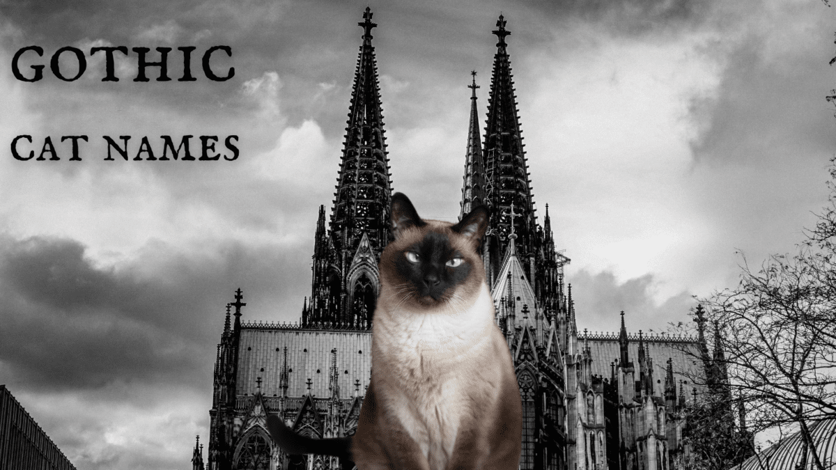 1000+ Male Cat Names {and Meanings}