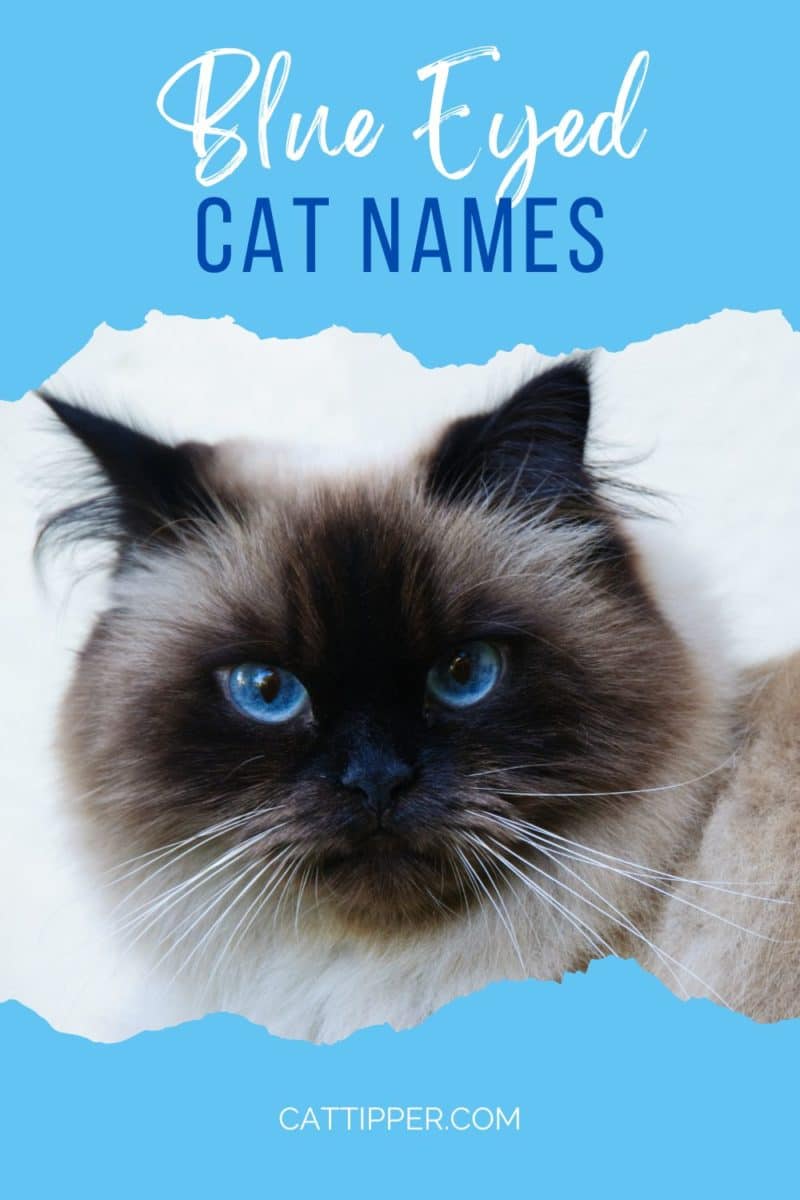275 Blue Eyed Cat Names for Your Aqua-Eyed Companion