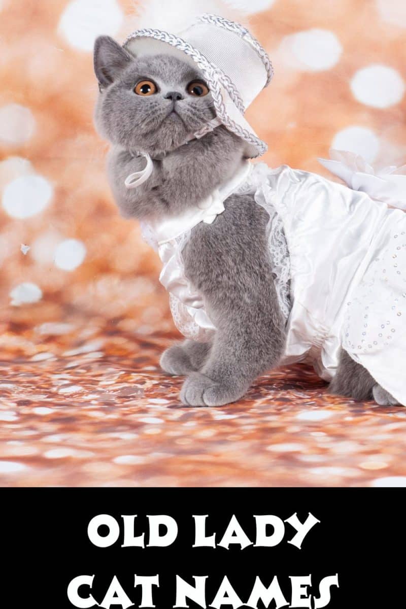 220 Old Lady Cat Names Steeped in Tradition