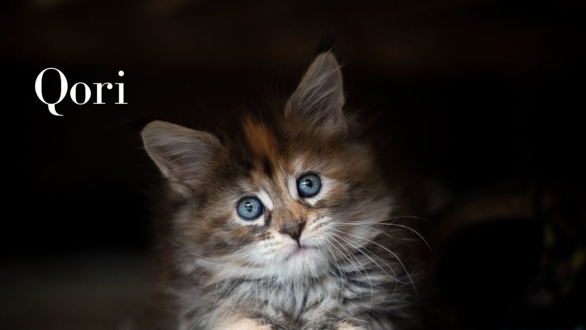 4 Letter Cat Names--Over 600 Easy Names!