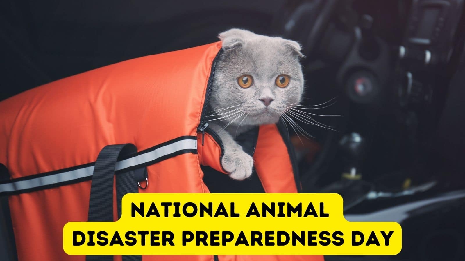 National Animal Disaster Preparedness Day